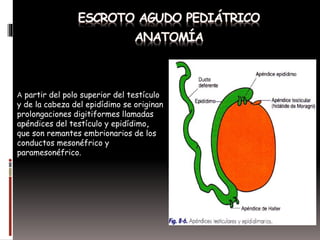 Escroto agudo en pediatría | PPTX