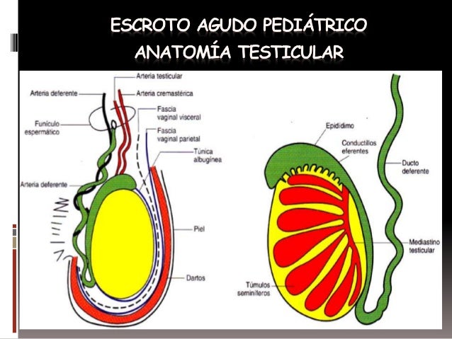 Escroto agudo en pediatría