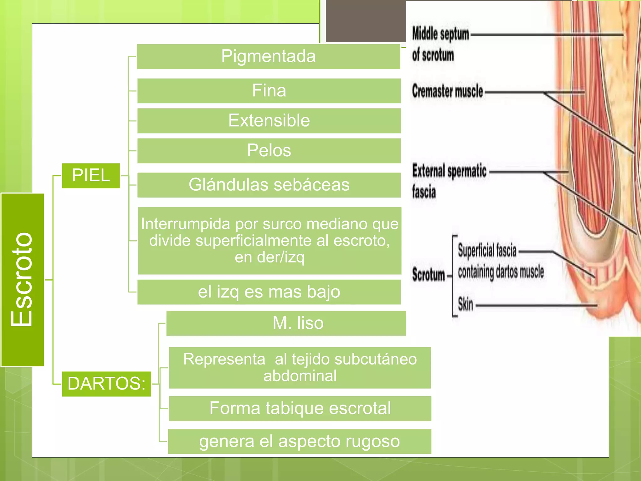 Escroto y envoltura del testículo y del epidídimo | PPTX