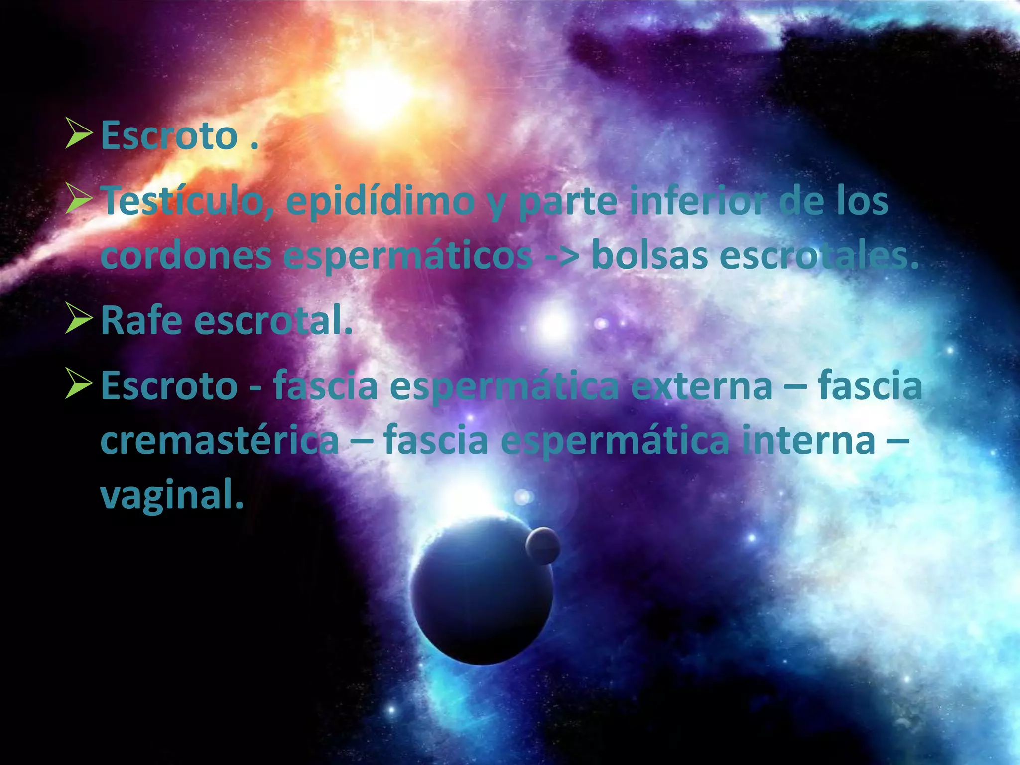 Escroto y envolturas del testículo | PPTX | Reproductive Health ...