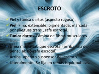 Escroto y envolturas del testículo | PPTX