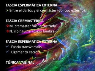 Escroto y envolturas del testículo | PPTX