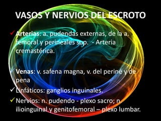 Escroto y envolturas del testículo | PPTX