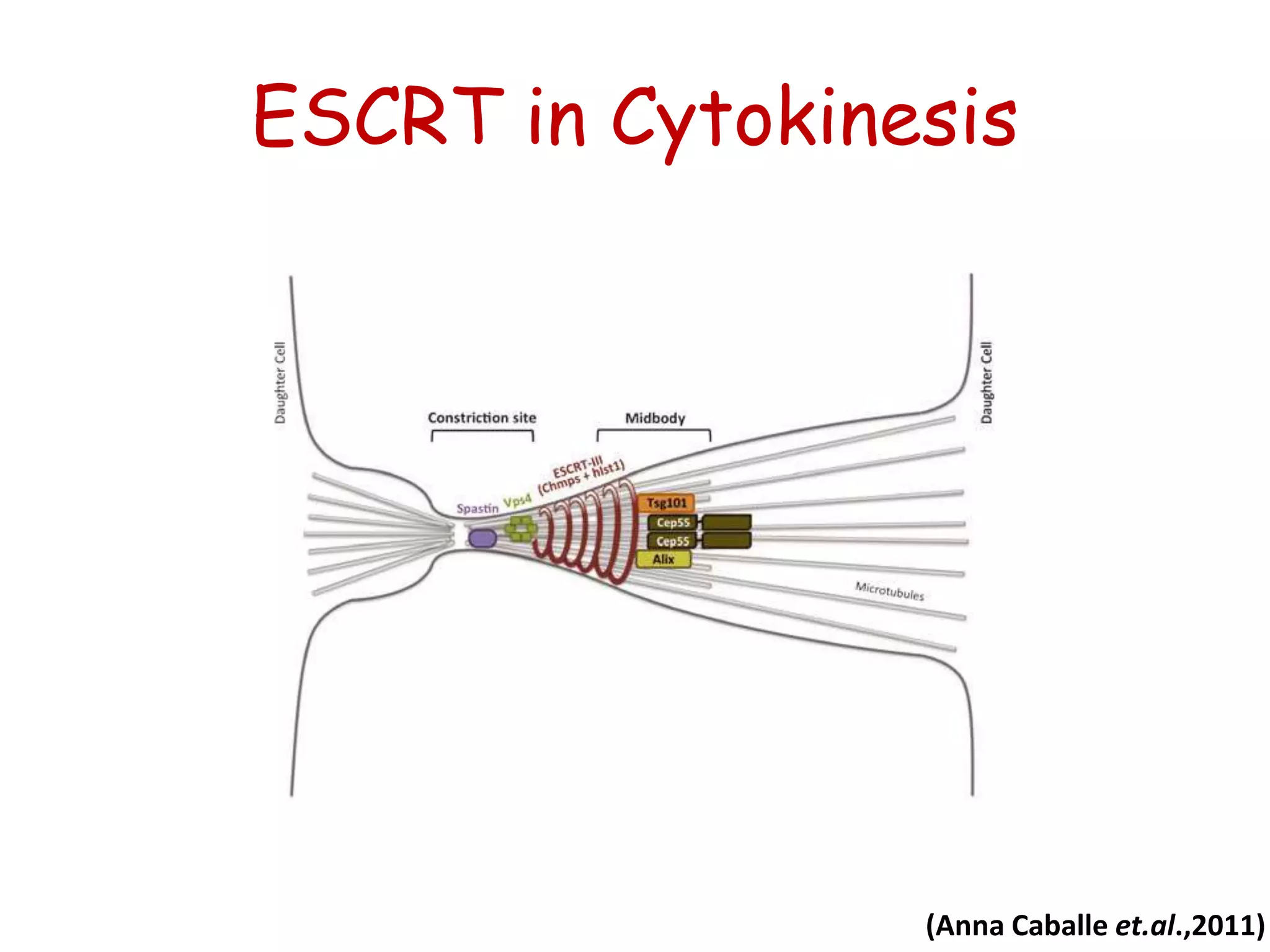 Escrt proteins in physiology and diseases | PPTX