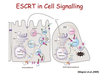 Escrt proteins in physiology and diseases | PPTX