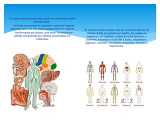 elementos químicos importantes para el cuerpo humano | PPTX