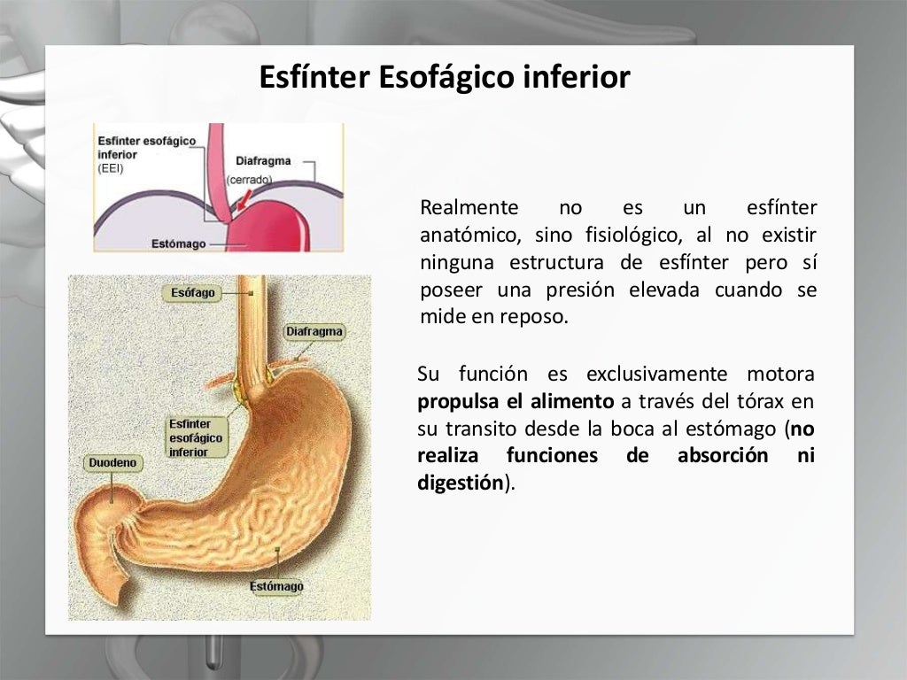 Esofago Funcion Seonegativocom