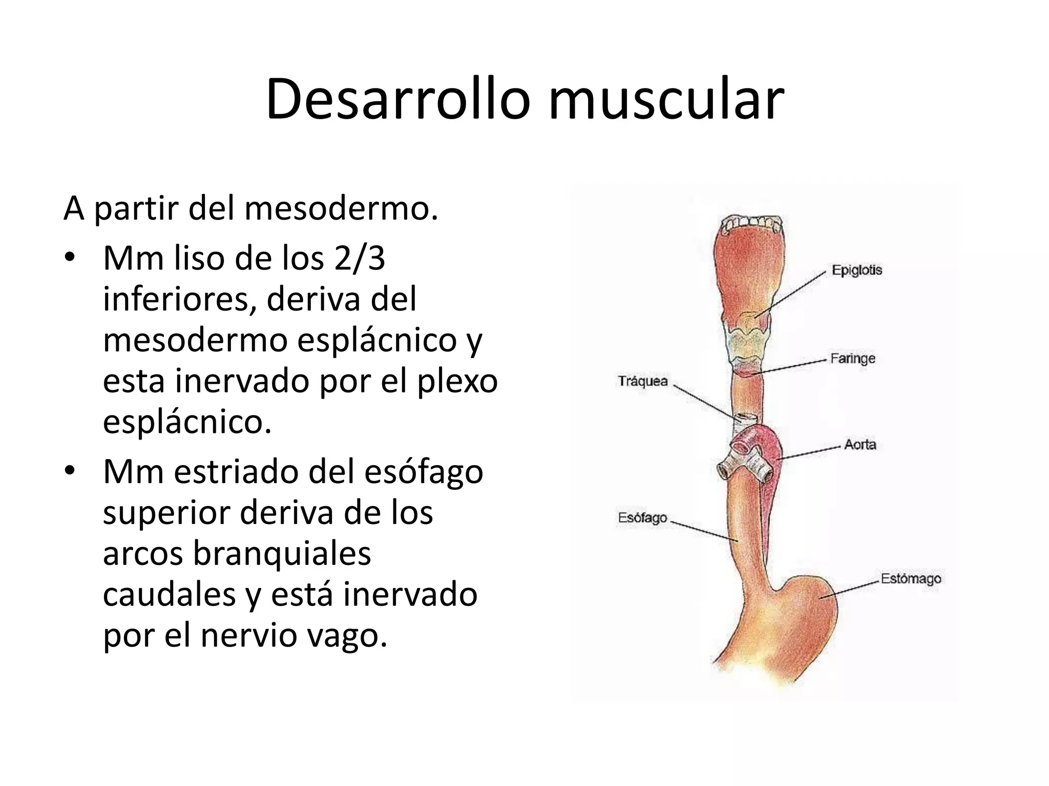 Anatomía del Esófago | PPT