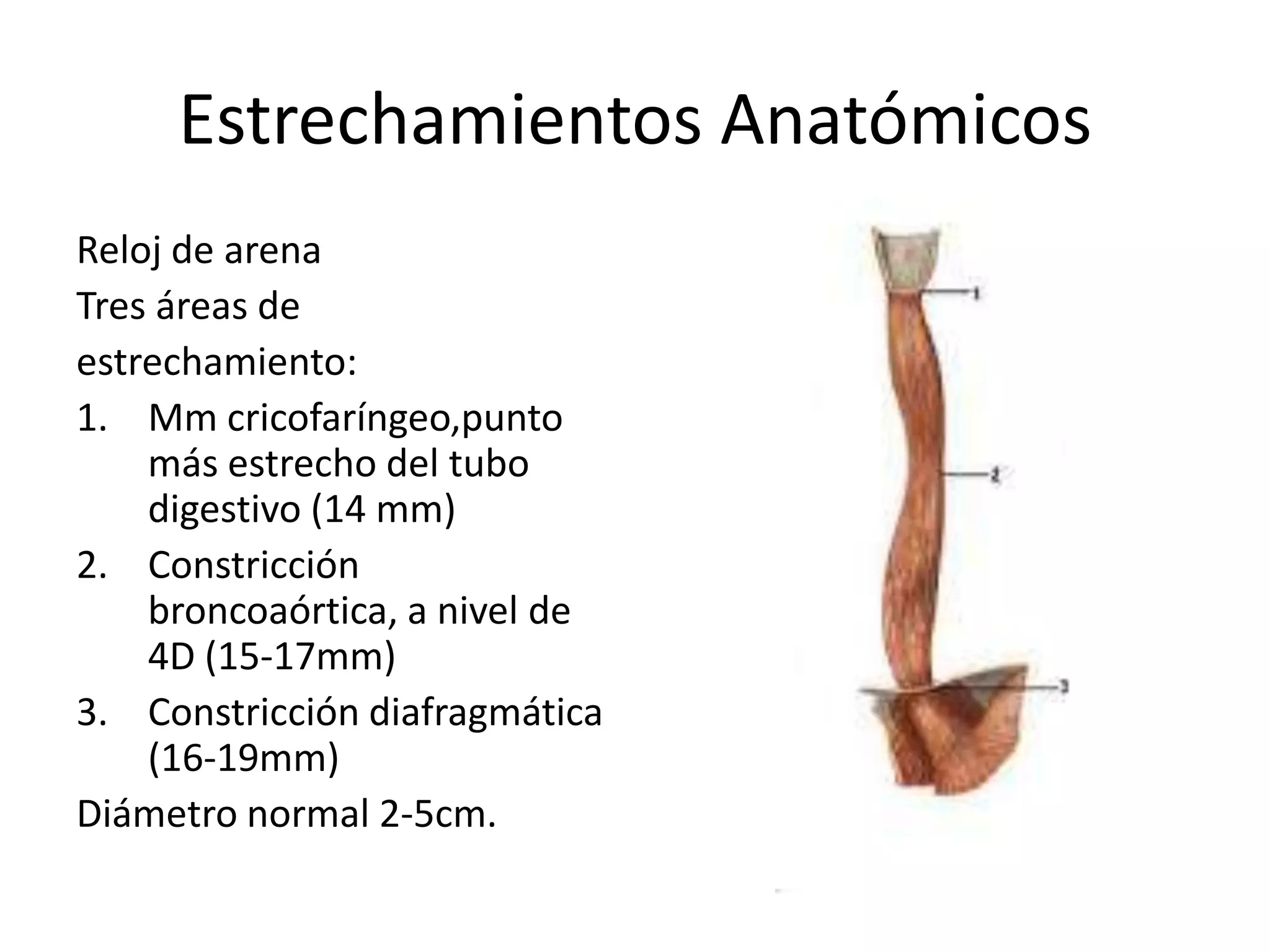 Anatomía del Esófago | PPTX