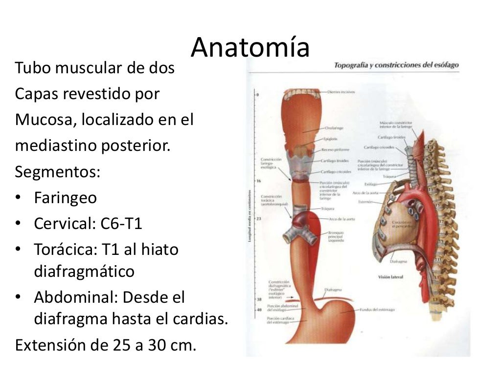 Rx Esofago Hiato Estomago E Duodeno - LIBRAIN