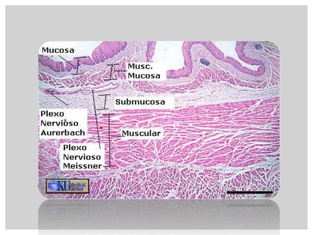 HISTOLOGÍA DEL ESÓFAGO