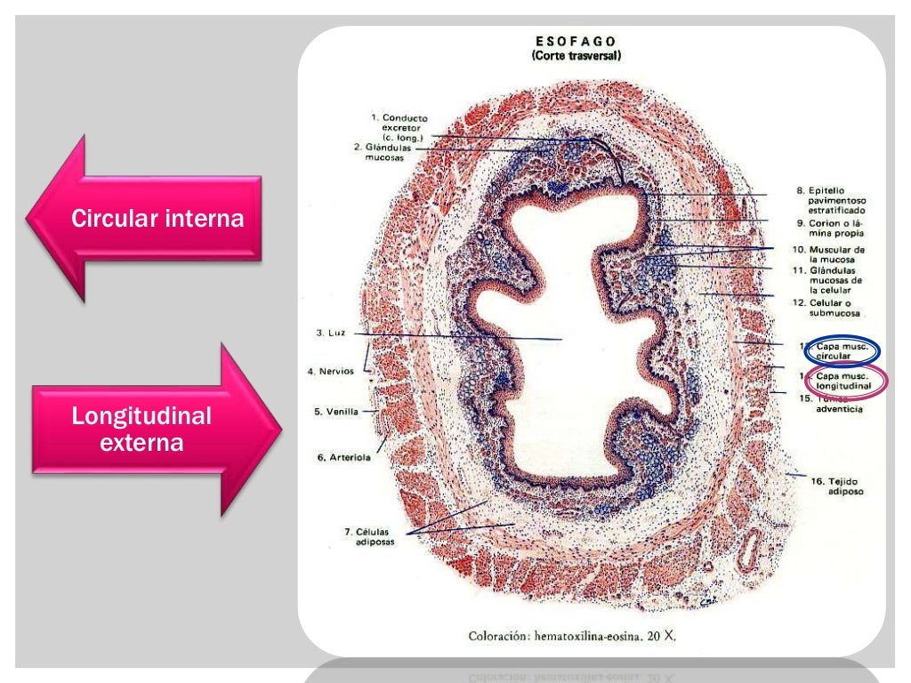 HISTOLOGÍA DEL ESÓFAGO