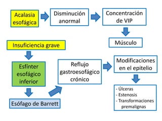 Hisología de Esófago | PPTX