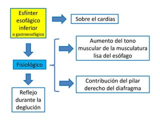 Hisología de Esófago | PPTX