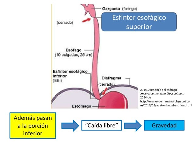 Hisología de Esófago