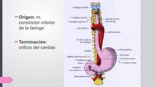 ANATOMÍA DEL ESÓFAGO, GENERALIDADES, CONSTITUCIÓN ANATÓMICA, PORCIONES ...