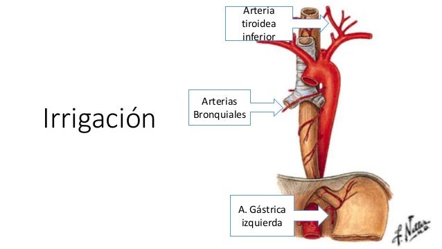 Anatomía de Esófago