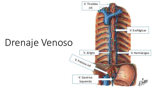 Anatomía de Esófago