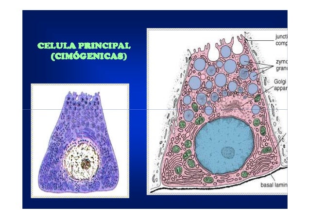 Esófago,estómago y plan del t. d.