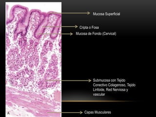 Histología del Esófago y Estómago | PPTX