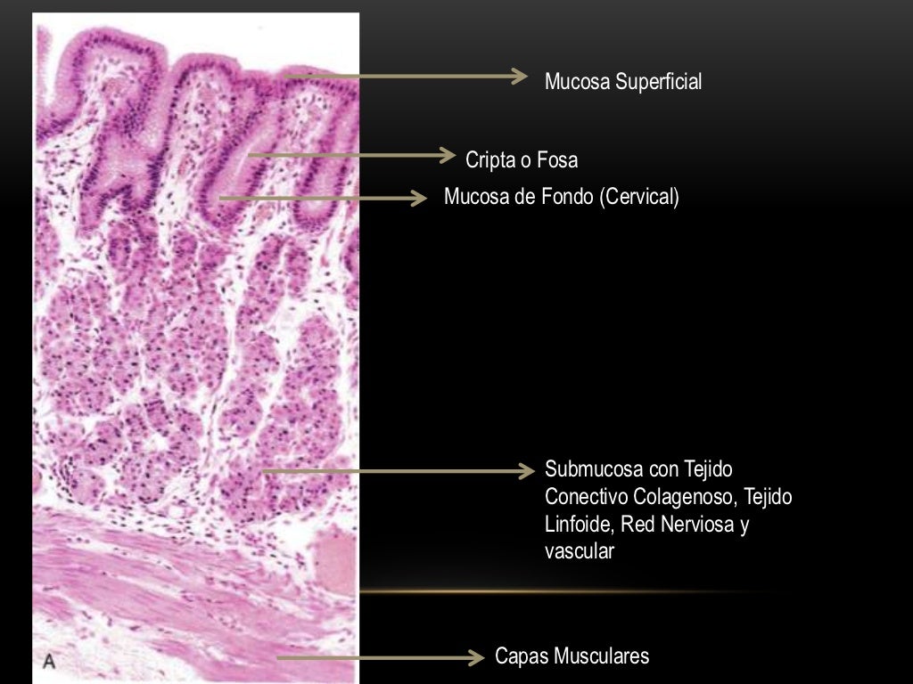 Histología del Esófago y Estómago