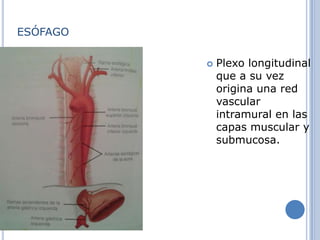 Esófago y hernia diafragmática | PPTX