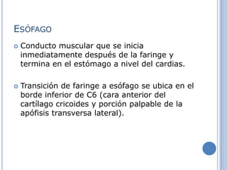 Esófago y hernia diafragmática | PPTX