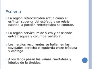 Esófago y hernia diafragmática | PPTX