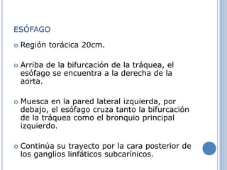 Esófago y hernia diafragmática | PPTX