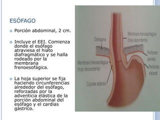 Esófago y hernia diafragmática | PPTX