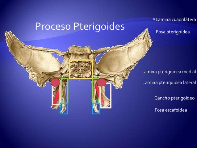 Esfenides,etmoides,occipital y maxilar