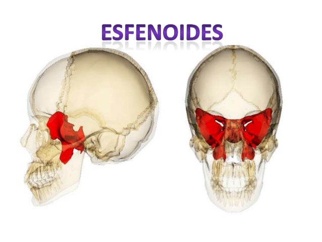 hueso esfenoides