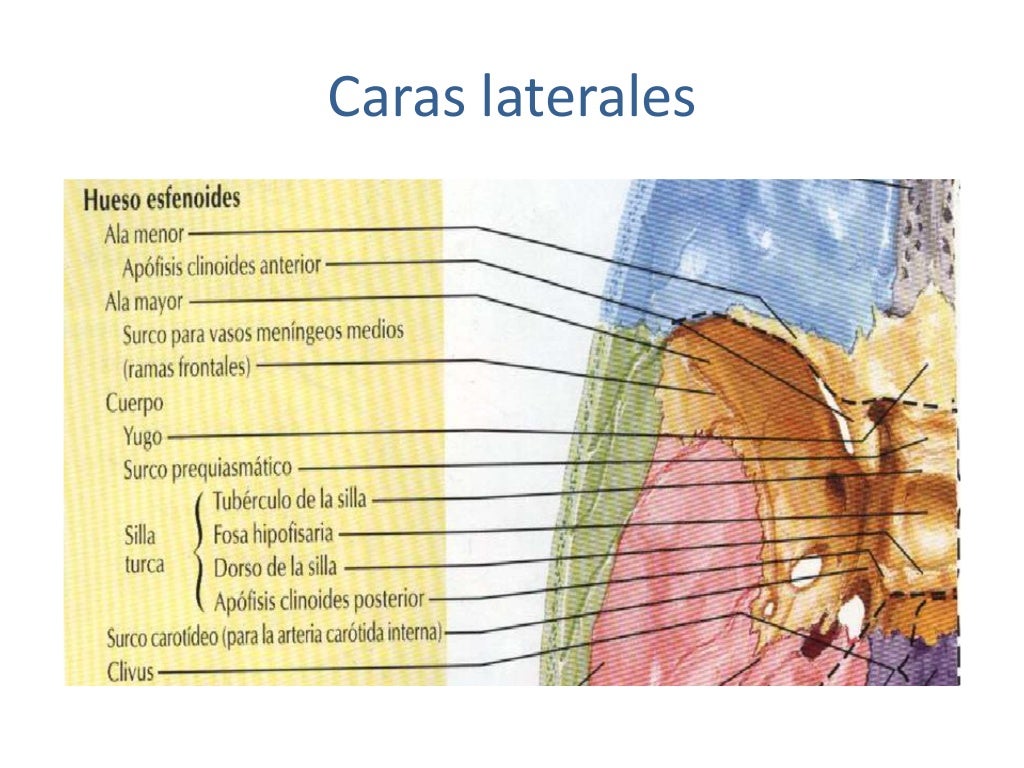 hueso esfenoides