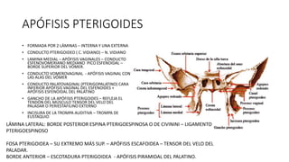 ESFENOIDES (1).pptx