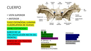 ESFENOIDES (1).pptx