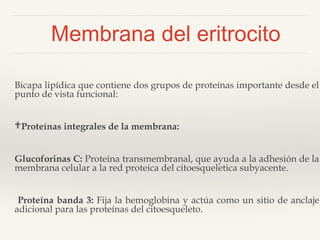 Esferocitosis hereditariafinal (1) | PPT