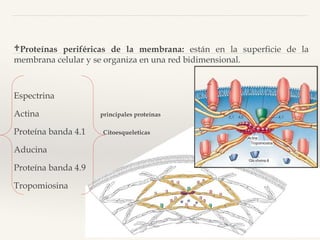 Esferocitosis hereditariafinal (1) | PPT