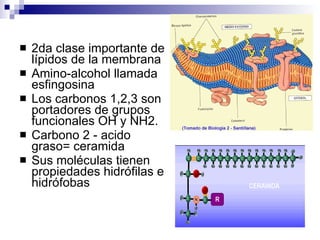 Esfingolípidos | PPT