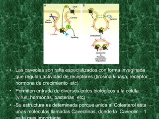 Esfingolipidos | PPT