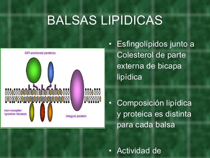 Esfingolipidos