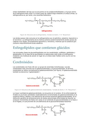 Esfingolipidos | PDF
