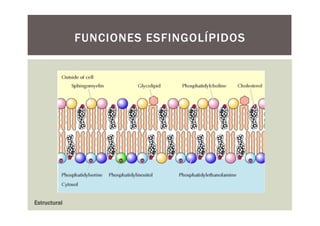 Esfingolípidos | PPT