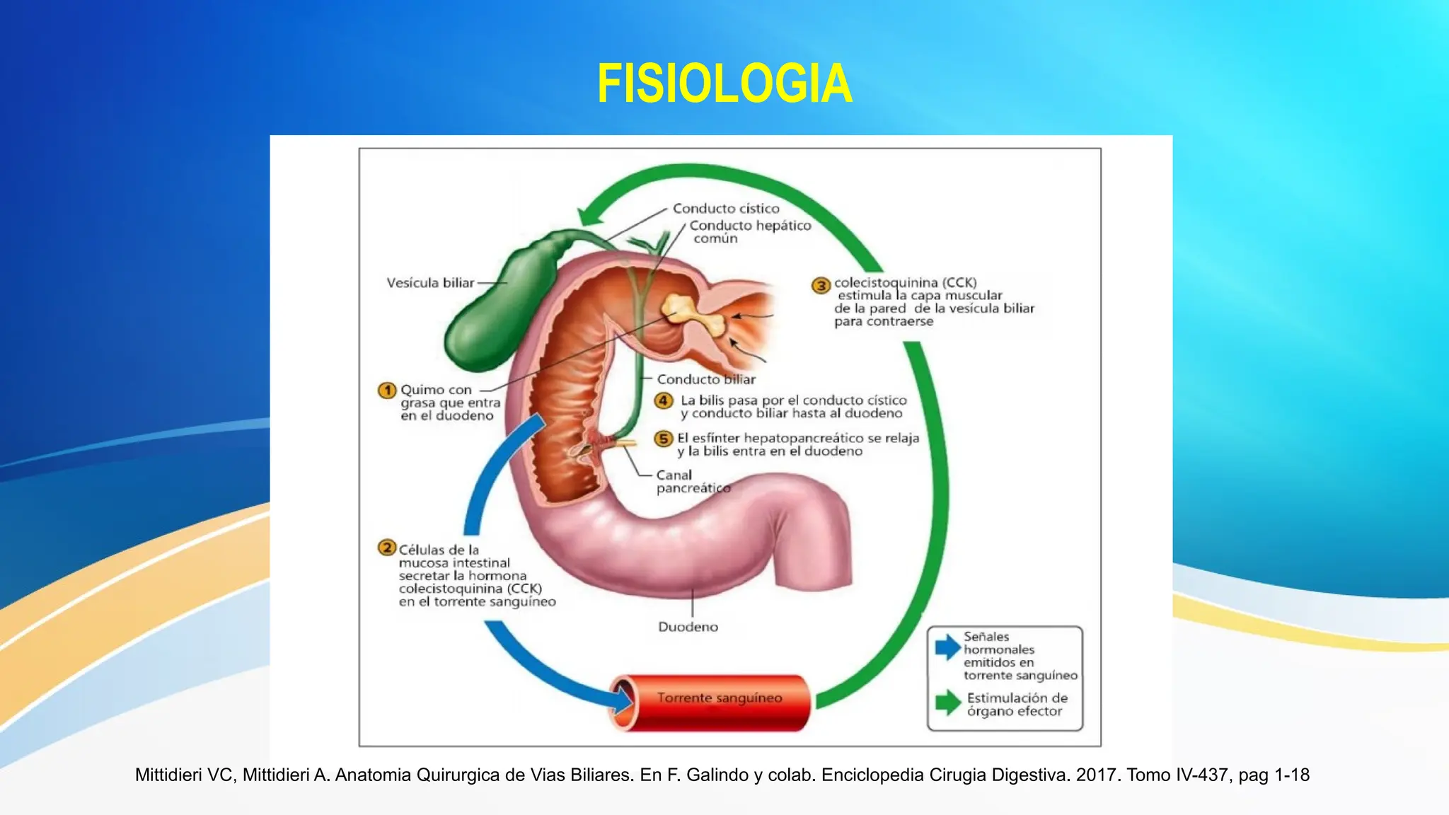 Esfinter de Oddi, anatomía, patologías.pptx