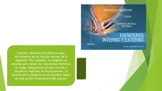 esfinteres.pptx