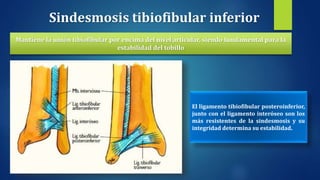 Anatomía De La Sindesmosis Del Tobillo Rotura De La Sindesmosis