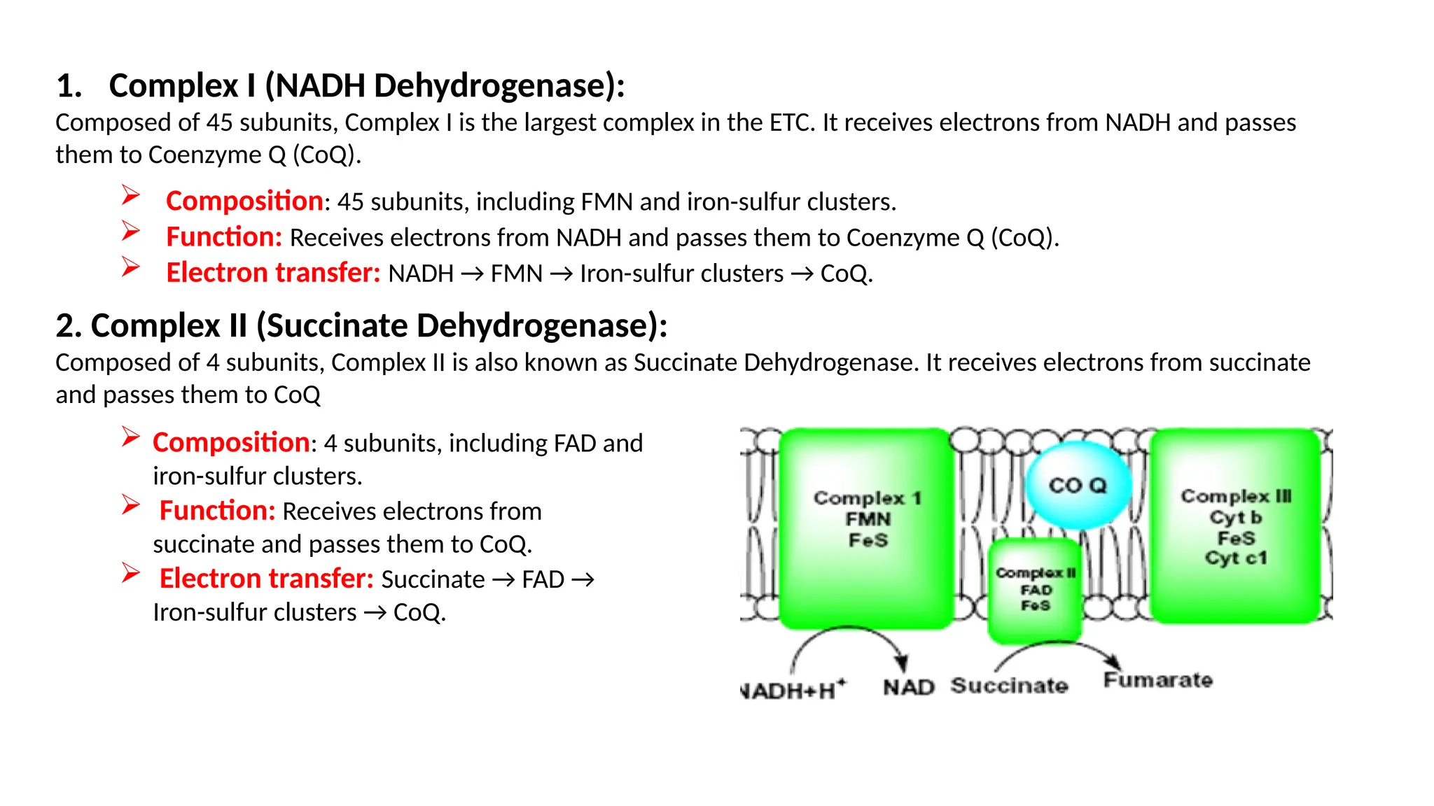 Complexes of ETC, their composition and flow of electrons through the ...