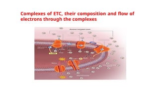 Complexes of ETC, their composition and flow of electrons through the ...