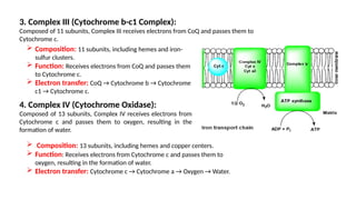Complexes of ETC, their composition and flow of electrons through the ...