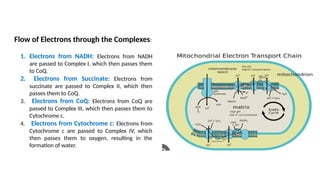 Complexes of ETC, their composition and flow of electrons through the ...