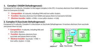 Complexes of ETC, their composition and flow of electrons through the ...